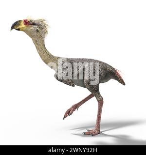 Phorusrhacos is an extinct genus of giant flightless terror birds that ...