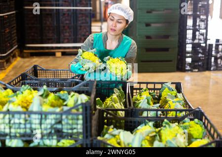 Workwoman arranging cauliflower into boxes at sorting factory Stock ...