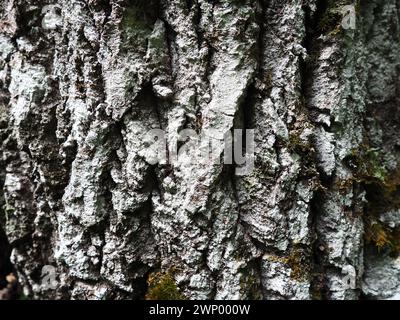 The cortex is a collection of tissues located outside the cambium. Tree ...