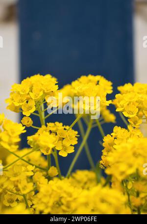 Alyssum flowers growing next to a sidewalk in front of a house in ...