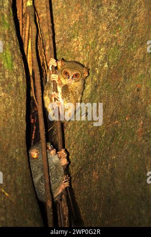 A spectral tarsier (Tarsius spectrumgurskyae) in Tangkoko Nature ...