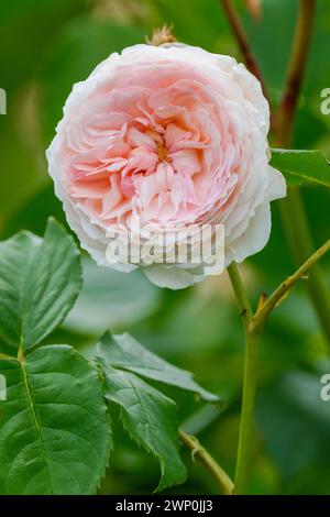Rosa Auscrystal, rose James Galway, climbing pink double rose Stock ...