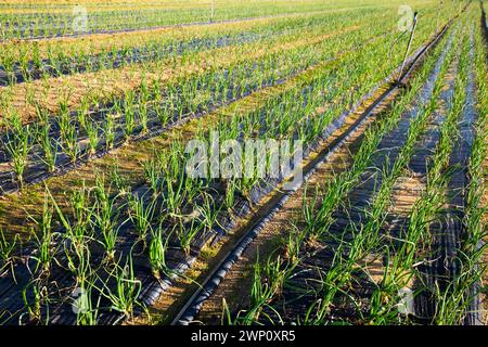 Field planted with scallions Stock Photo - Alamy