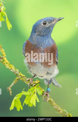 Western Bluebird (Sialia mexicana) Aves Stock Photo - Alamy