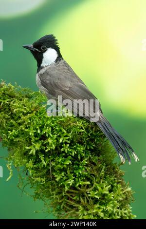 White-eared Bulbul (Pycnonotus leucotis Stock Photo - Alamy