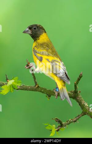 black-headed siskin mutation single factor pastel, Spinus notatus Stock ...