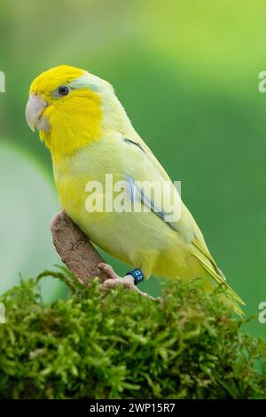 Pacific parrotlet American yellow male , Forpus coelestis Stock Photo ...