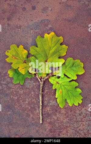 Green and beginning to turn yellow oak foliage Stock Photo - Alamy
