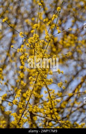 Cornus mas, commonly known as cornel (also the Cornelian cherry ...