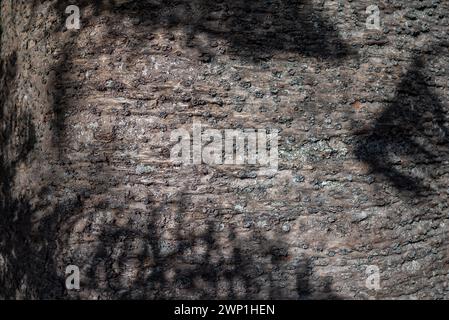 Bark background with shadows of leaves of araucaria columnaris or Cook ...