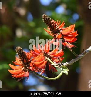 Erythrina or Coral tree blossom in spring, Sicily, Italy Stock Photo ...