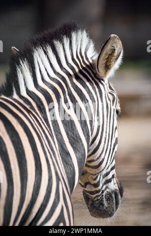 Intricate elegance of a zebra's black and white fur pattern in this ...