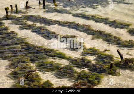 Seaweed (Eucheuma denticulatum) covered in Enteromorpha spp. growing in ...