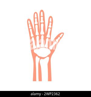 Human palm xray. Hand bones anatomy illustration Stock Vector Image ...