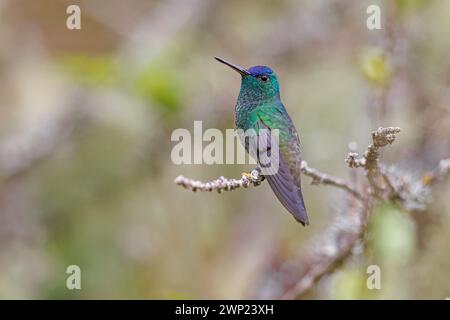 Indigo-capped Hummingbird, Ukuku rural lodge, Colombia, November 2022 ...