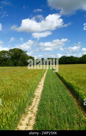 Footpath through a green field of young barley in early summer near ...