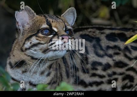 Long tail cat, Margay Cat Leopardus wiedii, water hole Stock Photo - Alamy