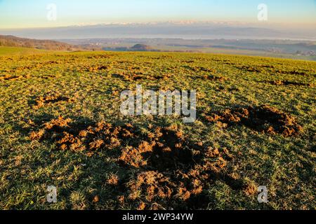 Wild boar damage on the pasture, swiss jura mountain Stock Photo - Alamy