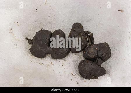 Wild boar droppings, jura mountain, Switzerland Stock Photo - Alamy