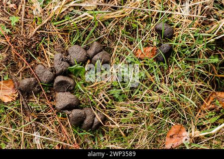 Wild boar droppings, jura mountain, Switzerland Stock Photo - Alamy
