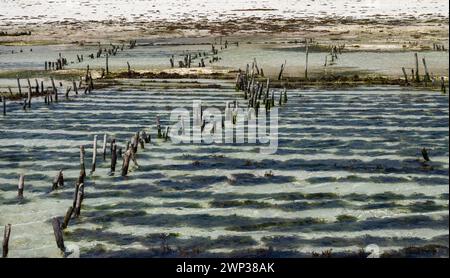 Seaweed (Eucheuma denticulatum) covered in Enteromorpha spp. growing in ...