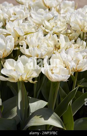 Tulip Exotic Emperor white flowers texture background in spring ...
