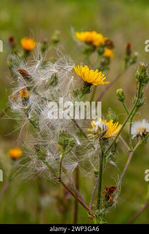 Rough Hawksbeard Crepis biennis plant blooming in a meadow Stock Photo ...