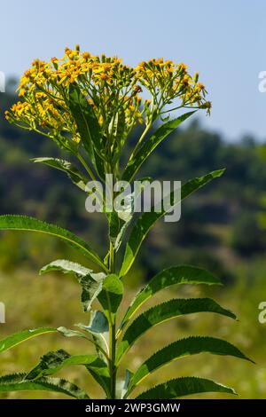 Senecio hydrophilus Nutt. wild yellow flowers, blooming weed plant in ...