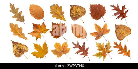 Autumn leaf maple, oak, poplar seamless pattern on white background ...