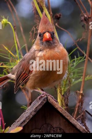 A staring Northern cardinal perched on a tree branch Stock Photo - Alamy