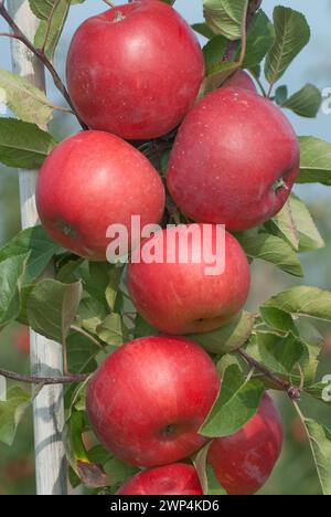apple (Malus domestica 'Red Topaz', Malus domestica Red Topaz ...