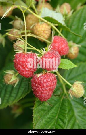 Raspberry (Rubus idaeus 'Sugana' TWOTIMER Stock Photo - Alamy