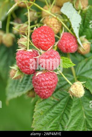 Raspberry (Rubus idaeus 'Sugana' TWOTIMER), Cambridge Botanical Garden ...