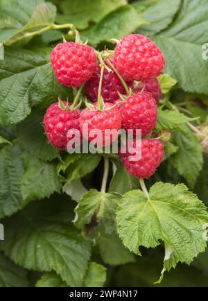 Dwarf raspberry (Rubus idaeus RUBY BEAUTY), Germany Stock Photo - Alamy