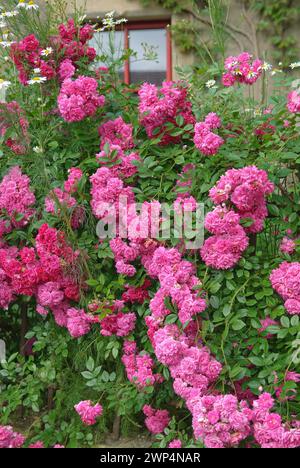 Rambler rose (Rosa 'Super Excelsa'), Groebern, 81 Stock Photo - Alamy