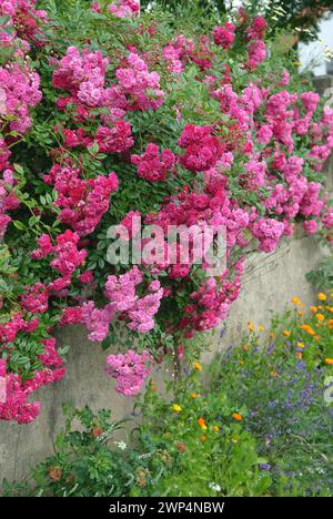 Rambler rose (Rosa 'Super Excelsa'), Groebern, 81 Stock Photo - Alamy