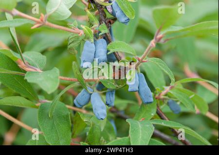 Blue honeyberry (Lonicera caerulea 'Morena'), Cambridge Botanical ...