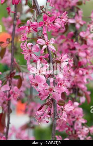 Ornamental apple (Malus 'Royal Beauty', Malus Royal Beauty), fruits of ...