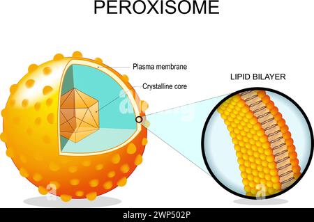 Lysosome anatomy. Cross section of a cell organelle. Close-up of a ...