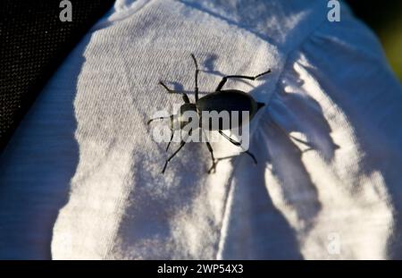 Blaps lusitanica called cellar beetle climbing the arm of a person ...