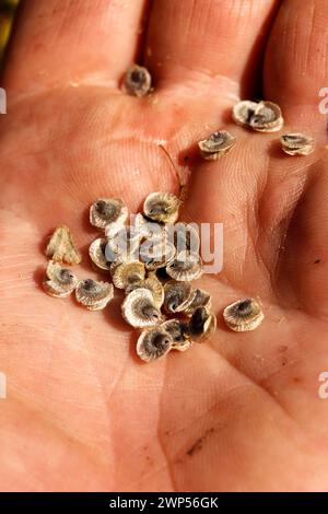 Alcea taurica 'Russian Hollyhock' - SEEDS Stock Photo - Alamy