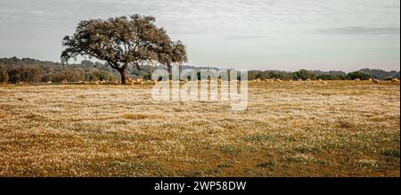 Typical landscape in Alentejo with animal herds and flowery meadows ...