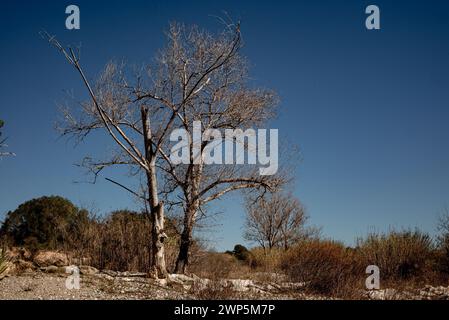 The dry riverbed of the Fluvia river as it passes by Sant Miquel de ...