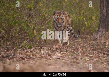 Male bengal tiger, Kanha National Park, India Stock Photo - Alamy