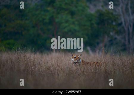 Large male bengal tiger known as Bhaisanghat male or T46, Kanha ...