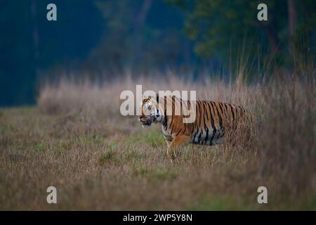 Large male bengal tiger known as Bhaisanghat male or T46, Kanha ...