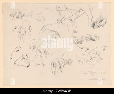 Studies of sheep. Dressler, Hans (1869-1943), draughtsman, cartoonist ...
