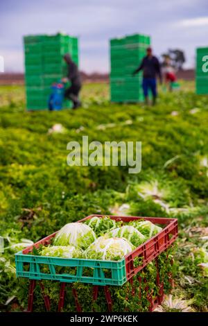 Plastic boxes with freshly harvested frisee Stock Photo - Alamy