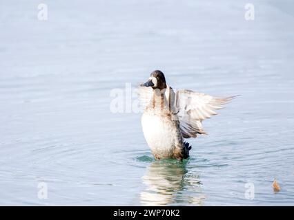 Lesser Scaup Female Flapping Wings Stock Photo - Alamy