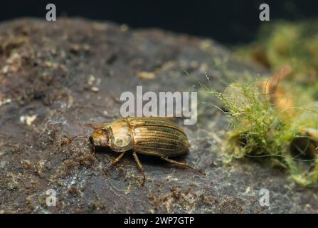 Water scavenger beetle (Helochares obscurus Stock Photo - Alamy